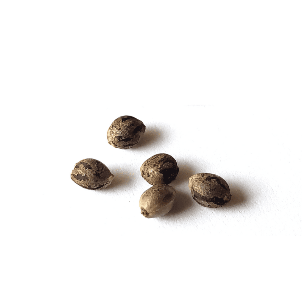 Northern Lights Feminized Seeds | Legendary Indica | Sacred Seeds Australia