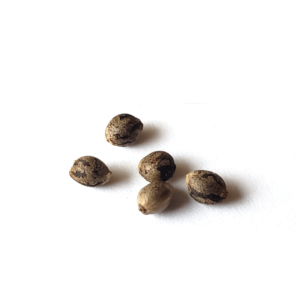 Northern Lights Feminized Seeds | Legendary Indica | Sacred Seeds Australia