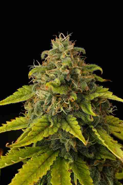 Gorilla Glue Feminized Seeds - Sacred Seeds Australia