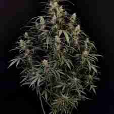 Buy Amnesia Haze Seeds Australia | Feminized Sativa – Sacred Seeds