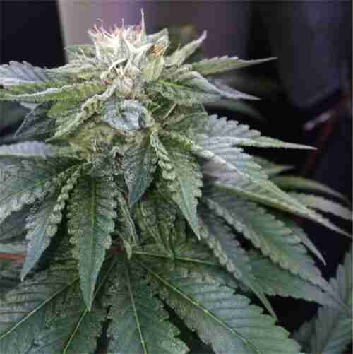 Buy Master Kush Grand Auto Seeds Australia | Strong Autoflower Indica ...
