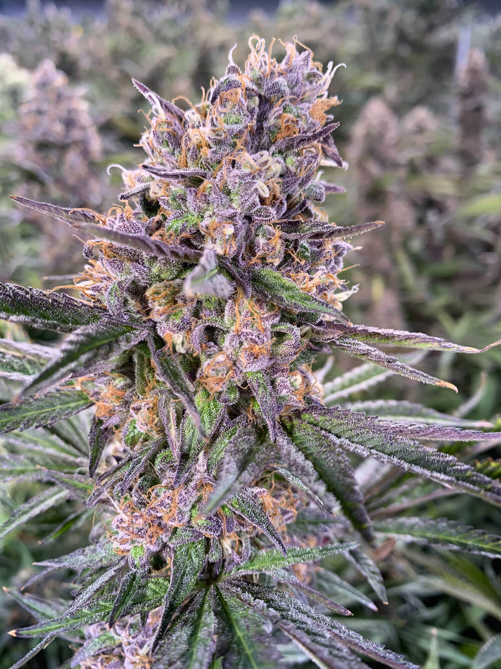 Zkittlez Feminised Seeds Australia | Grape Ape × Grapefruit | Award-Winning