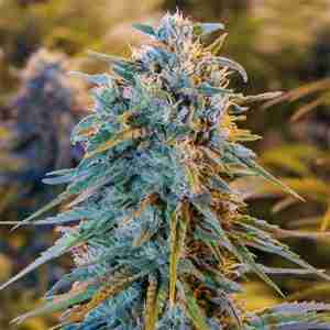 Buy Blue Dream Auto Seeds Australia | Autoflower Sativa Hybrid – Sacred ...