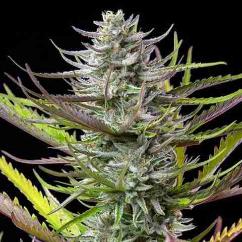 Buy Mimosa Auto Seeds Australia | Autoflower Sativa Hybrid – Sacred Seeds