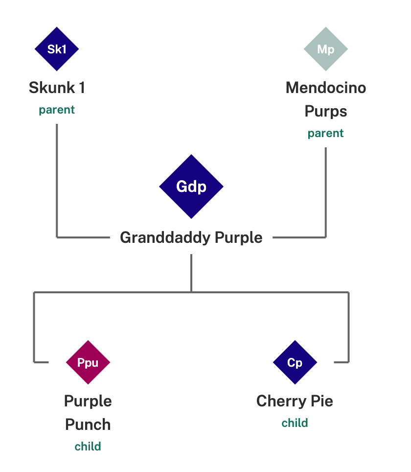 Buy Granddaddy Purple Auto Cannabis Seeds Australia | Award-Winning ...