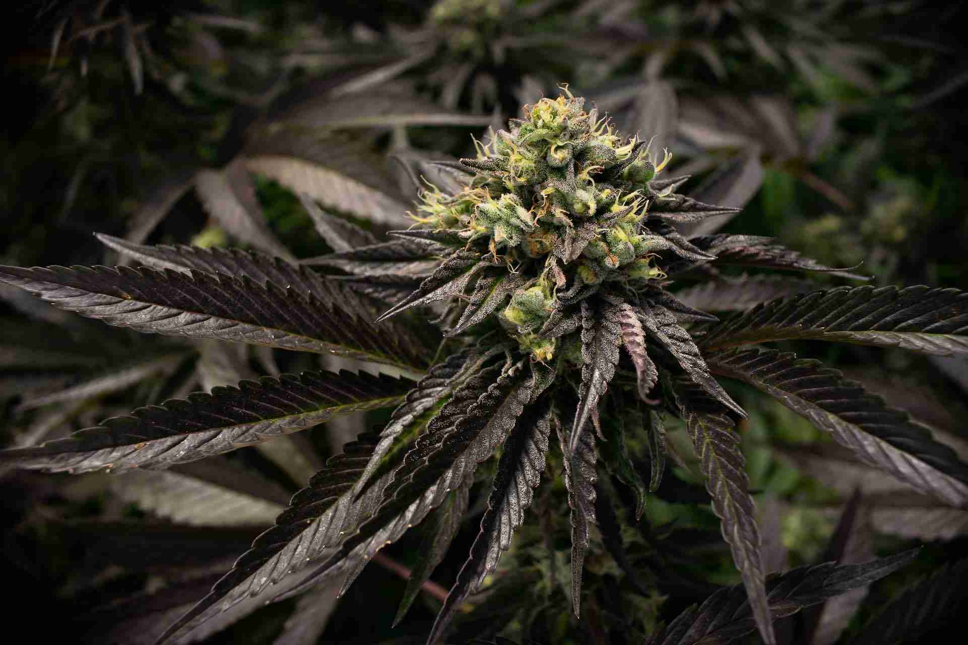 Australia’s Best Cannabis Seed Bank | Sacred Seeds Australia