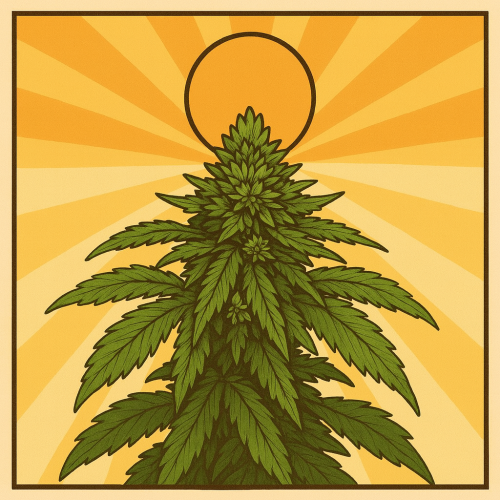 Buy Kali Mist Auto Seeds Australia | Autoflower Sativa – Sacred Seeds